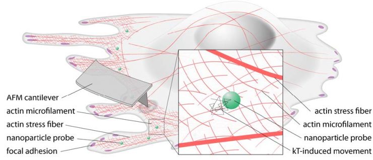 Measure for Measure: Steps toward standardization in the field of cell ...