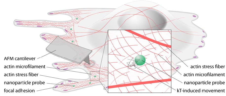 Measure for Measure: Steps toward standardization in the field of cell ...