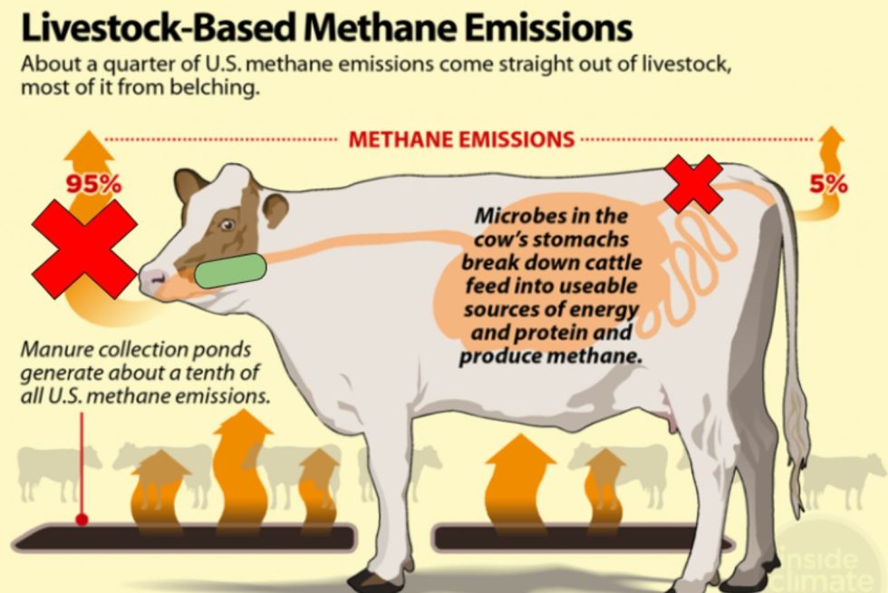 Burp-Busting Bovine Brew - Department of Chemical and Biomolecular ...