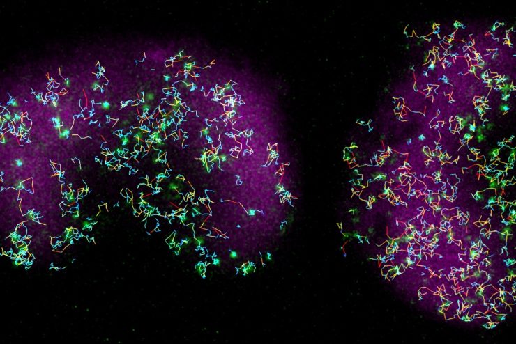 Bright Idea: Hopkins Engineers Shine a Light to Reveal the Secret of ...
