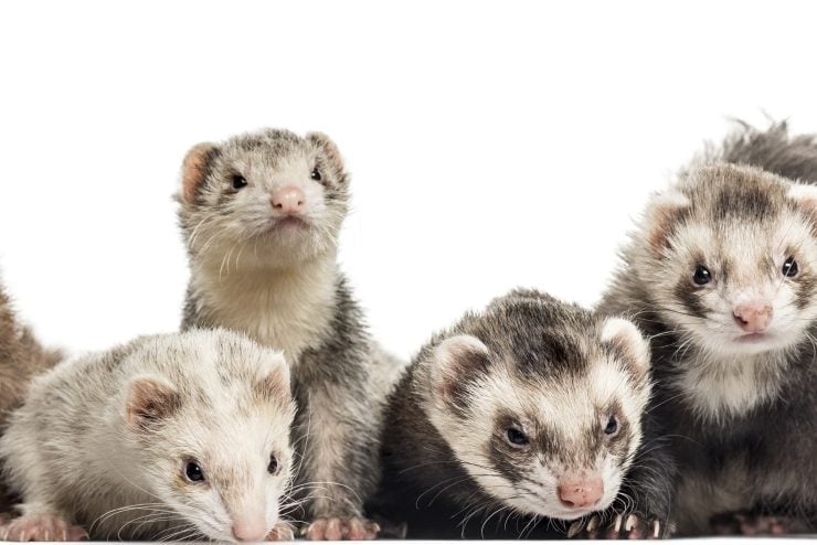 Party Animals: How Ferrets Helped Scientists Decode the Brain’s Power ...