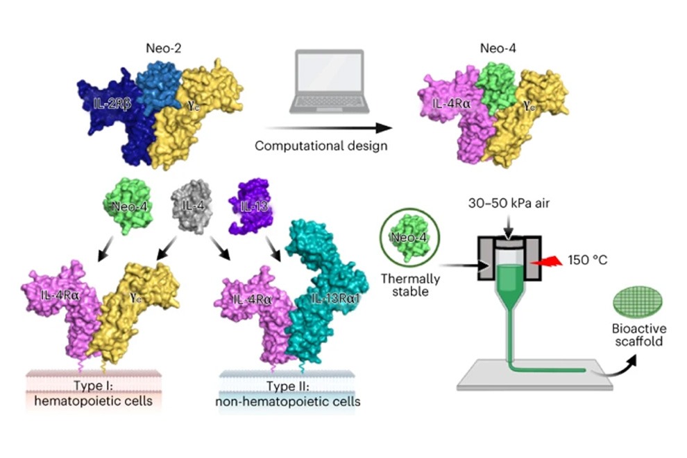 Researchers Enhance the Function of Natural Proteins Using 'Protein ...