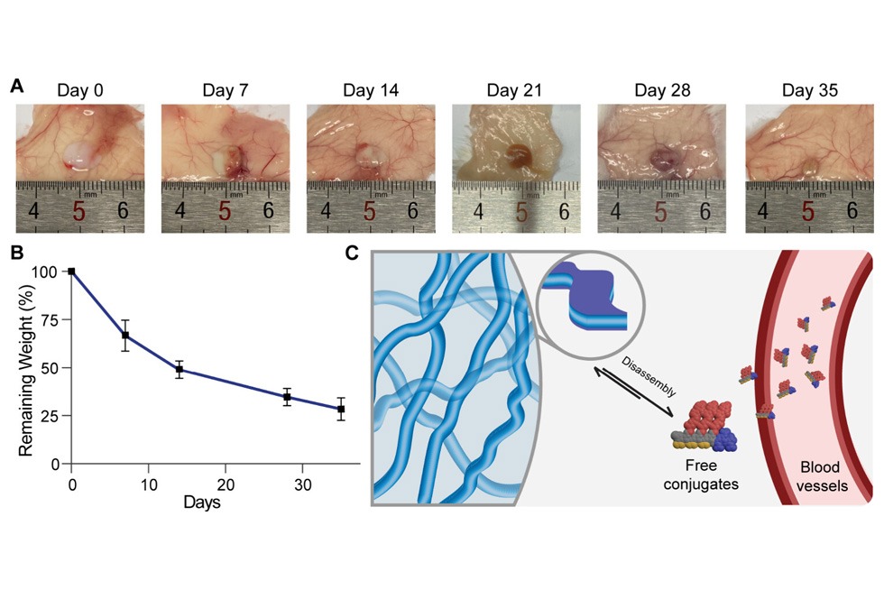 Could This New Hydrogel Make HIV Therapy More Convenient? - Johns ...