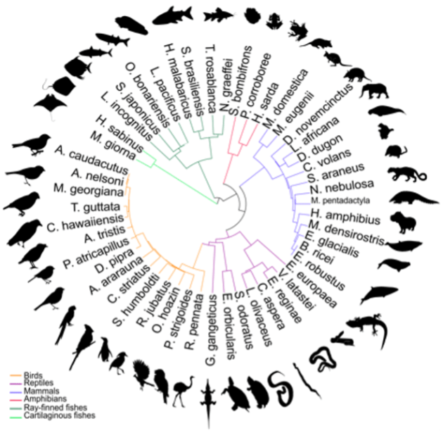 Researchers Map Genome for Cats, Dolphins, Birds, and Dozens of Other ...