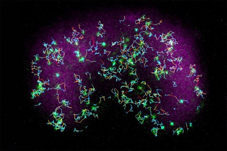 Bright Idea: Hopkins Engineers Shine a Light to Reveal the Secret of ...