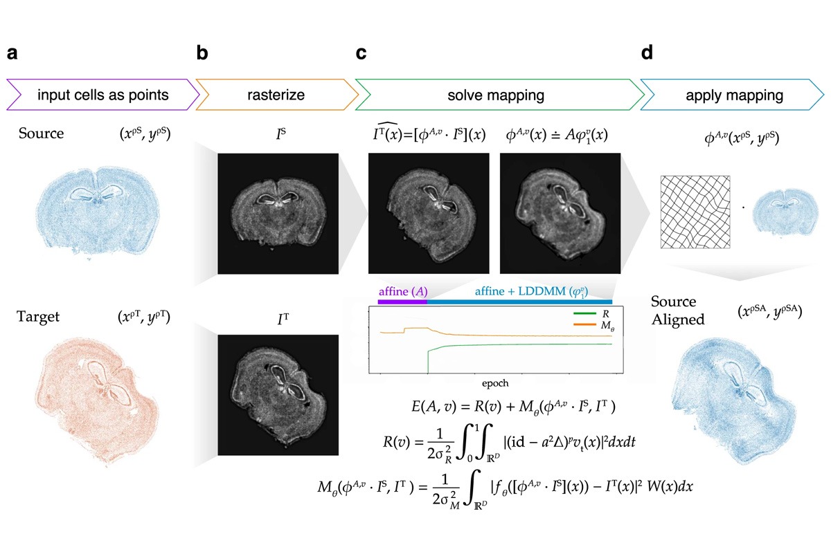 Computational Tool Offers New Possibilities for Spatial Genomics ...