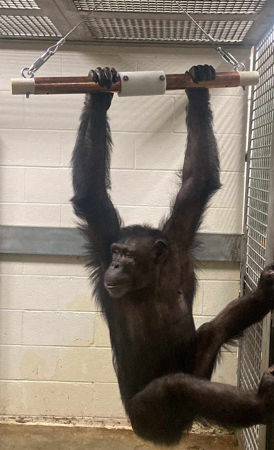 Easy EKG for a Chimpanzee - Department of Mechanical Engineering