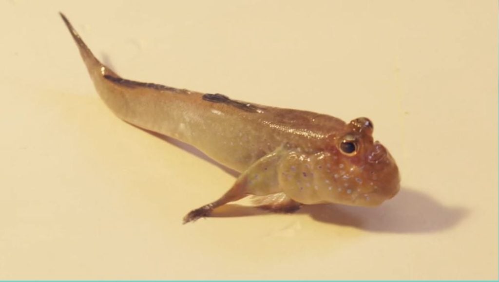 PBS’s Wild Kratts Visit Chen Li’s Terradynamics Lab - Department of Mechanical Engineering