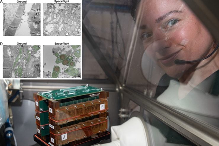 Low Gravity in Space Travel Found to Weaken and Disrupt Normal Rhythm ...