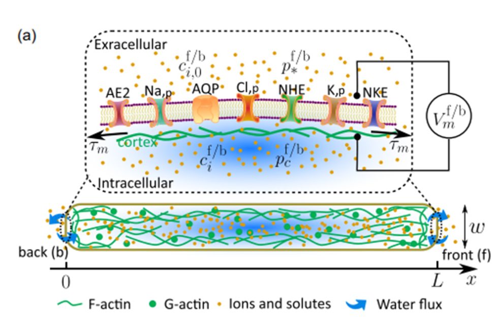 Cell GPS: How our bodies’ tiniest navigators find their way - Johns ...