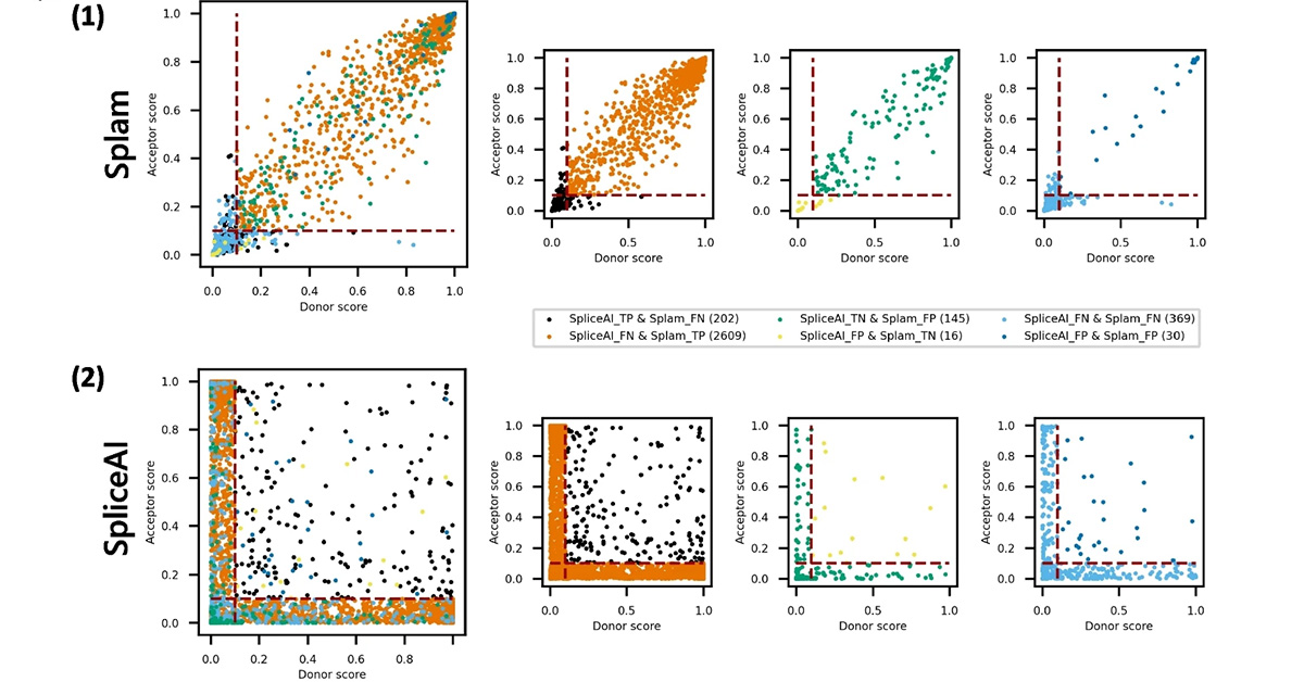 New AI Tool Pinpoints Gene Splicing with Unmatched Precision - Johns ...