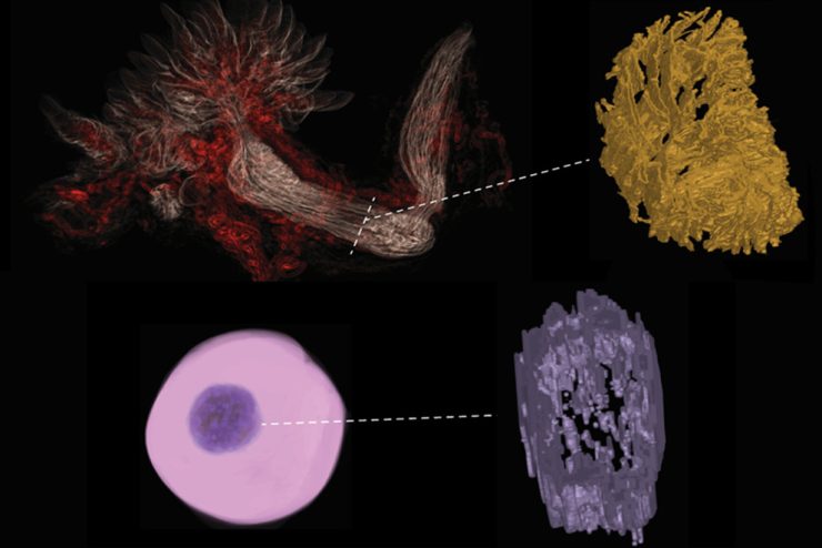 A Tube with a View: Engineers Build a Precision Model of a Human ...